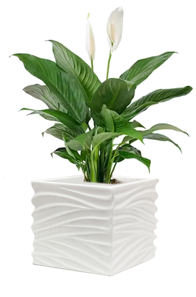 Ceramic Cube Planter Wholesale Case