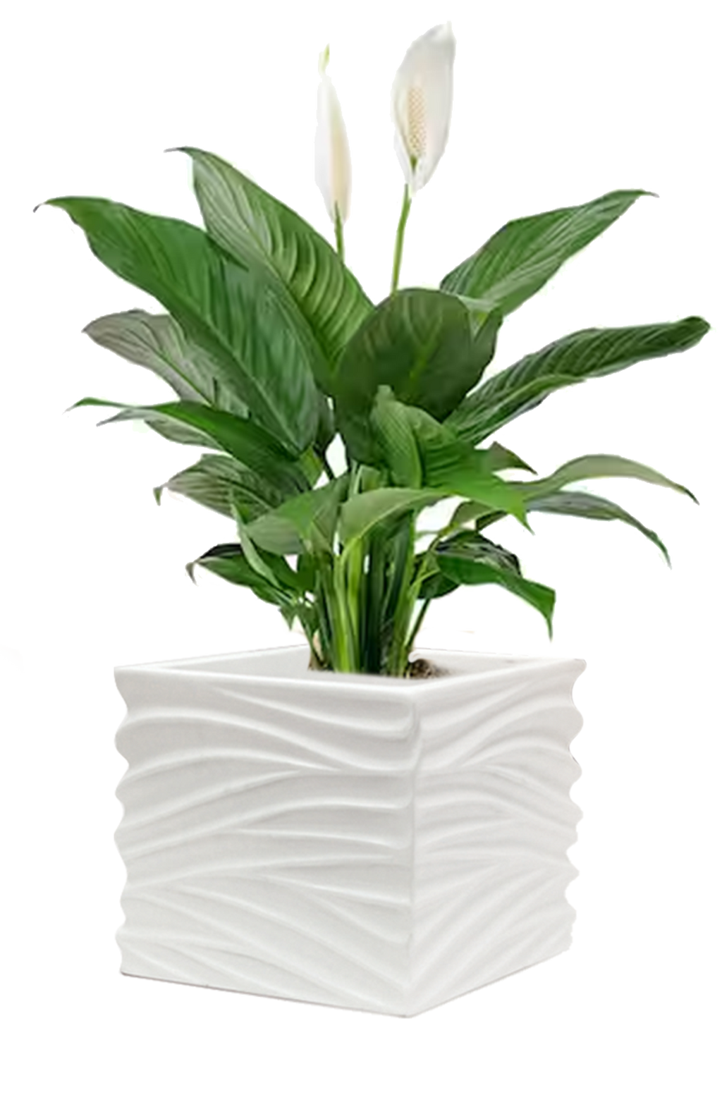 Decorative Ceramic Containers Collections - Unlimited Containers – Page 4